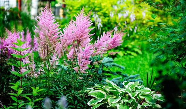 Plantes vivaces & autres fleurs - Jardiland