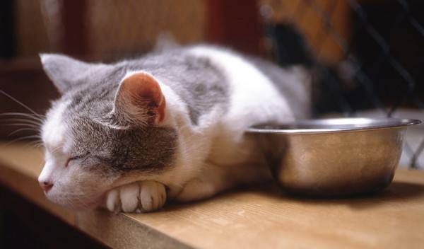 Alimentation du chat - Jardiland