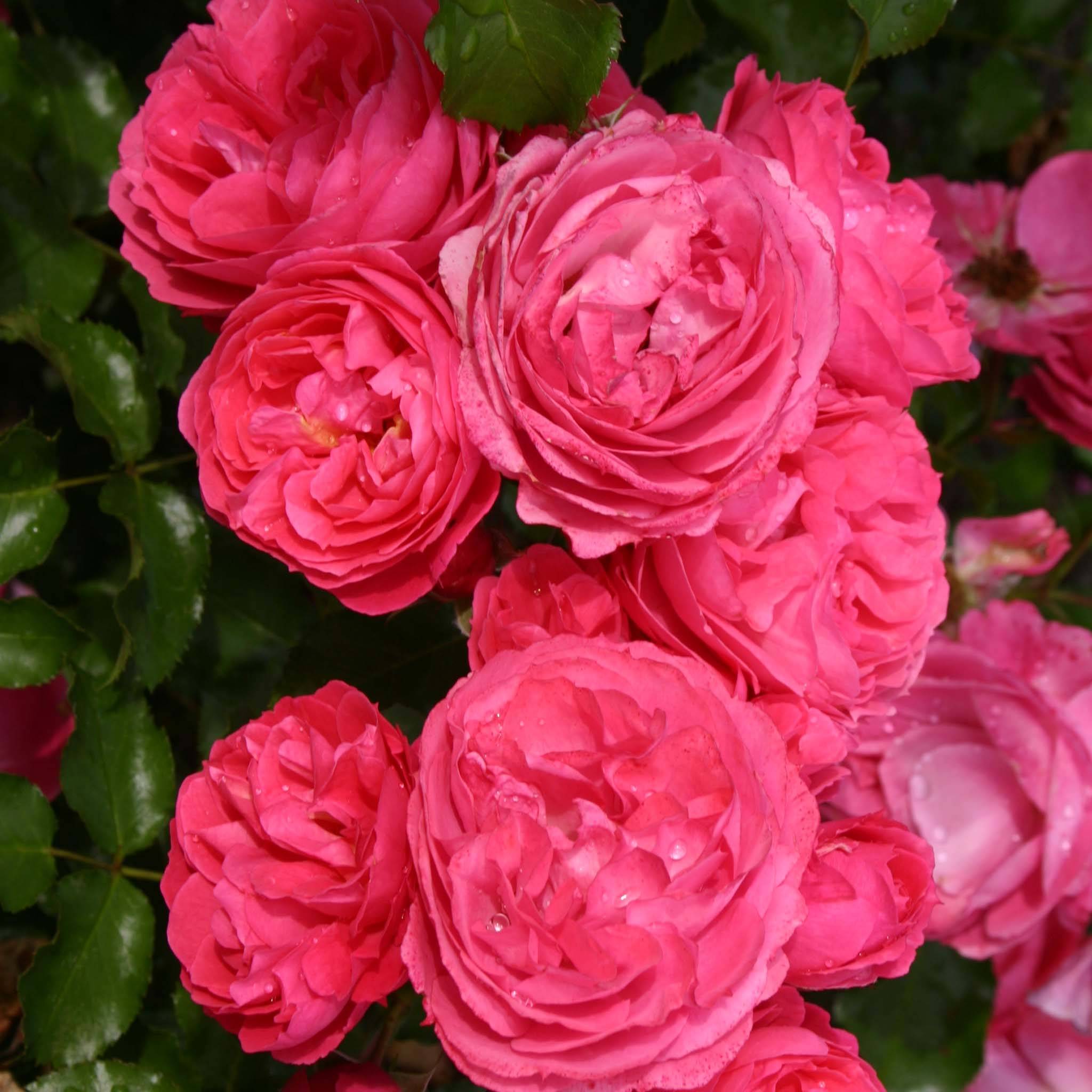 Rosier Patio Rose Moin Moin Pot de 3L/4L - Jardiland