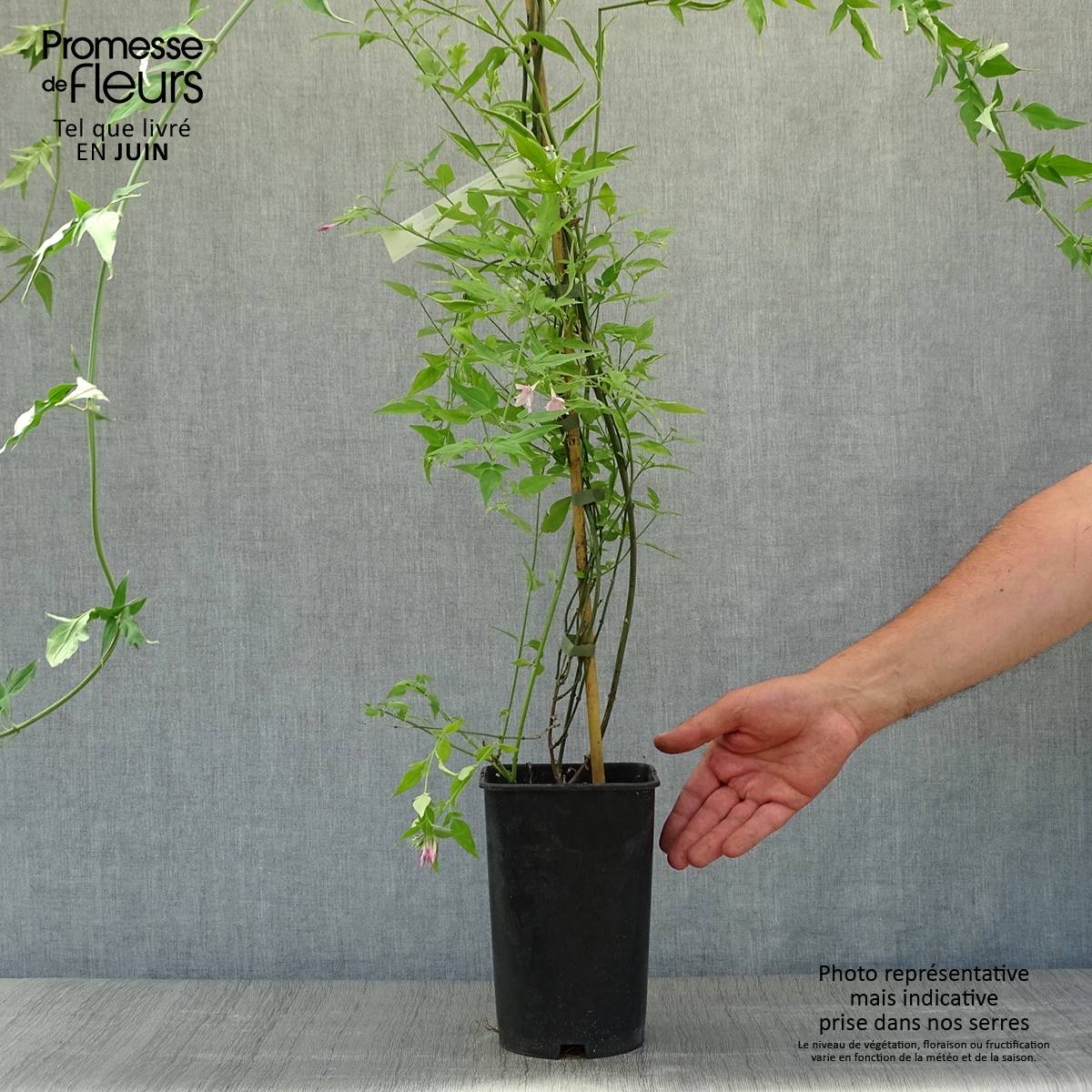 Jasmin - Jasminum stephanense Pot de 2L/3L - Jardiland