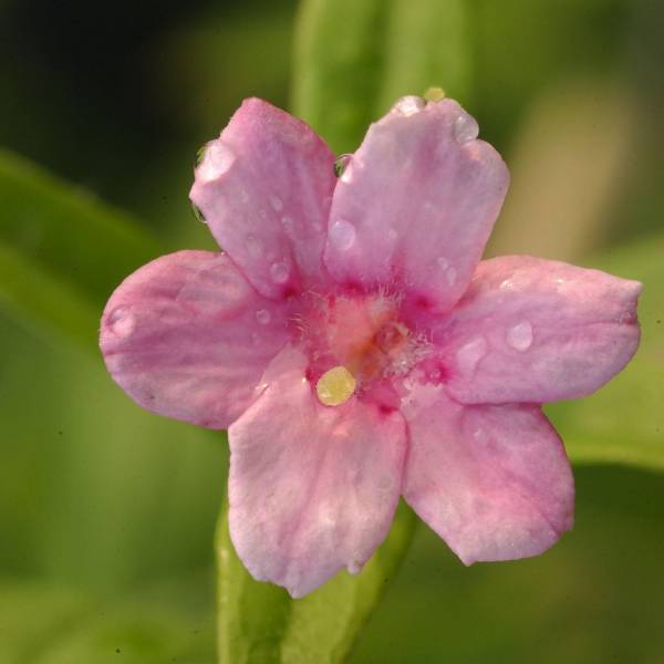 Jasmin - Jasminum stephanense Pot de 2L/3L - Jardiland