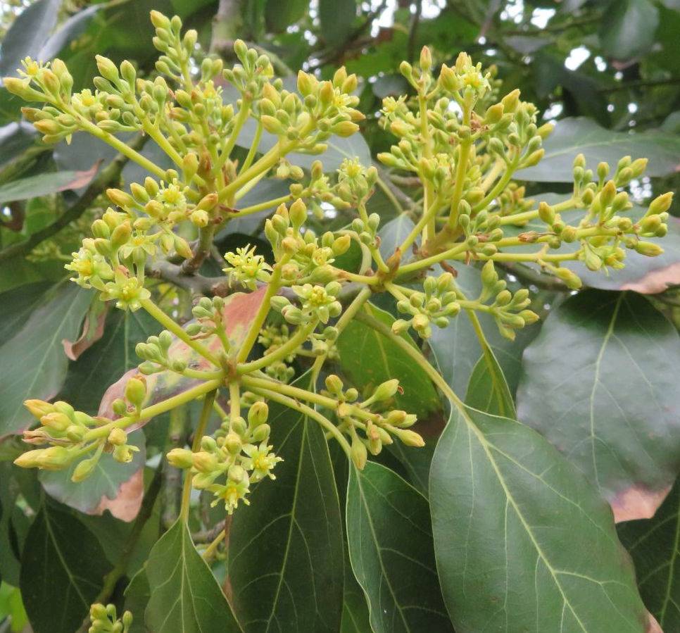 Avocatier : Persea americana var.topa topa (De greffe) Pot de 7 litres ...