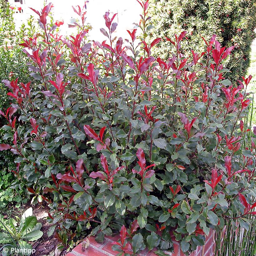 Photinia fraseri Corallina Pot de 7,5L/10L - Jardiland