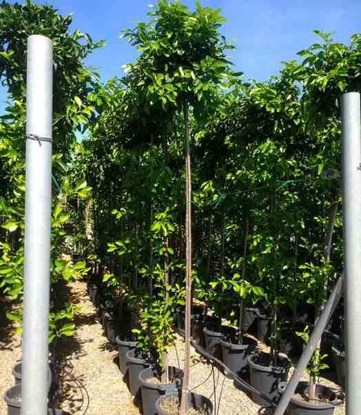 Citrus aurantium (Orange amère/bigaradier) Pot de 30L - 180/220cm -8/10 ...