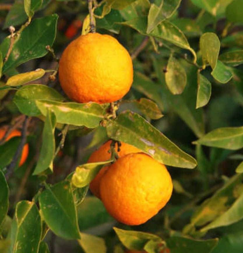 Citrus aurantium (Orange amère/bigaradier) Pot de 30L - 180/220cm -8/10 ...