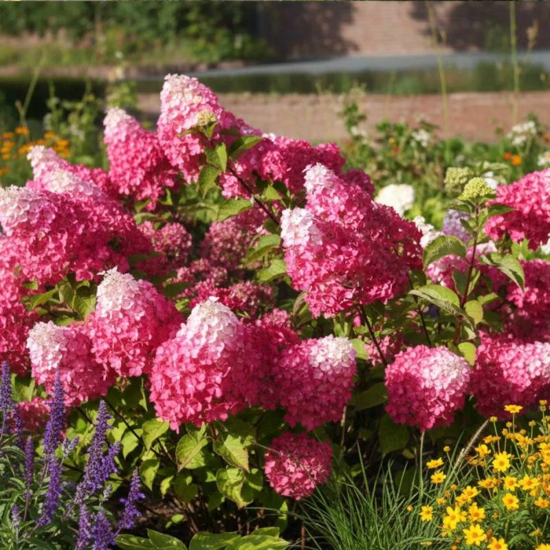 Hortensia paniculata Fraise Melba® 'Renba', Hydrangea paniculata à ...