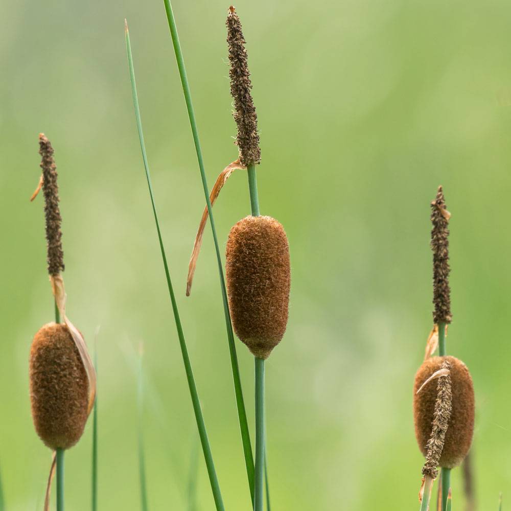 Massette Naine Plante Berge Bassin - Rustique - Indigène - 9 Pièces ...