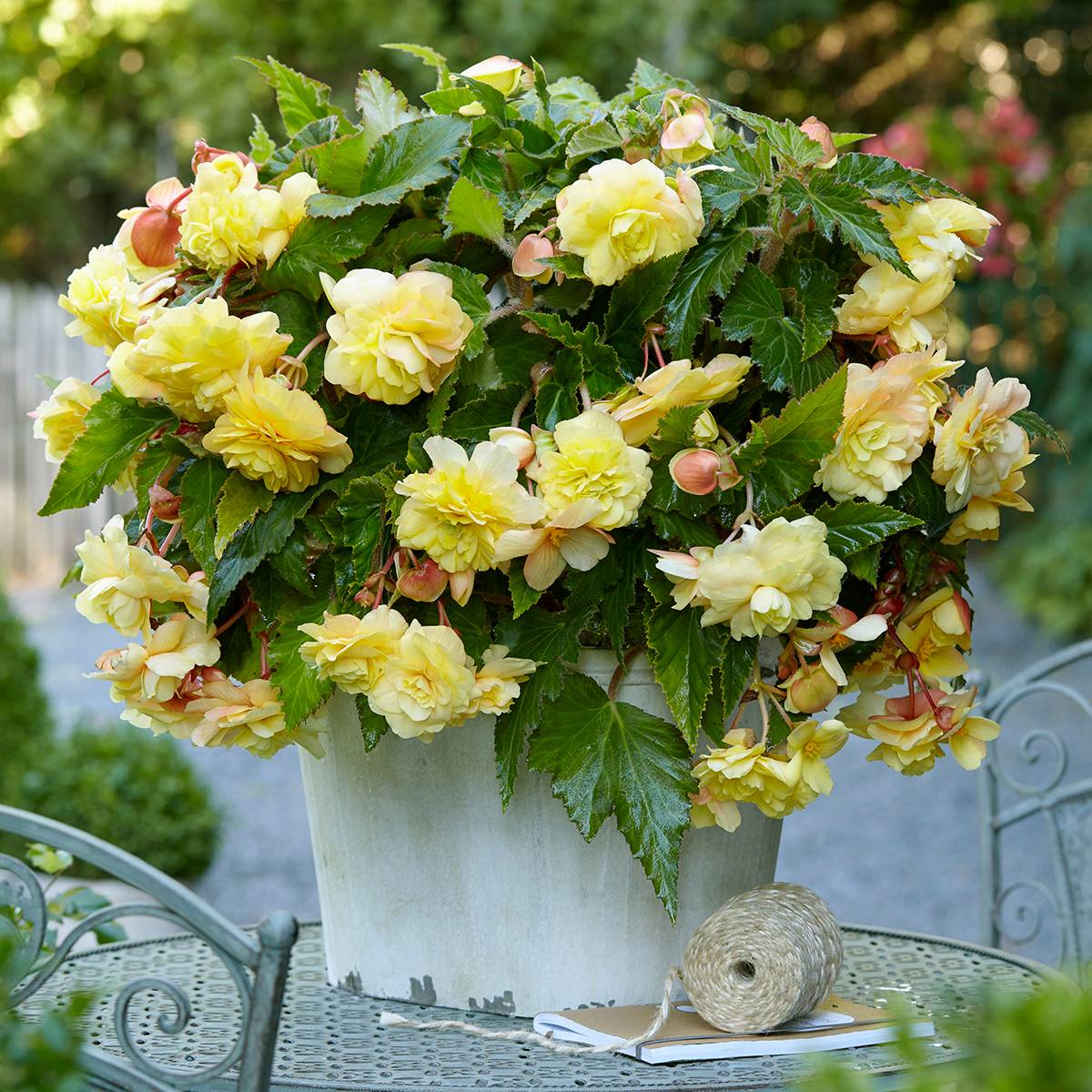 Bégonia double retombant Sunny Dream - Begonia Odorata Bulbe calibre 5 ...