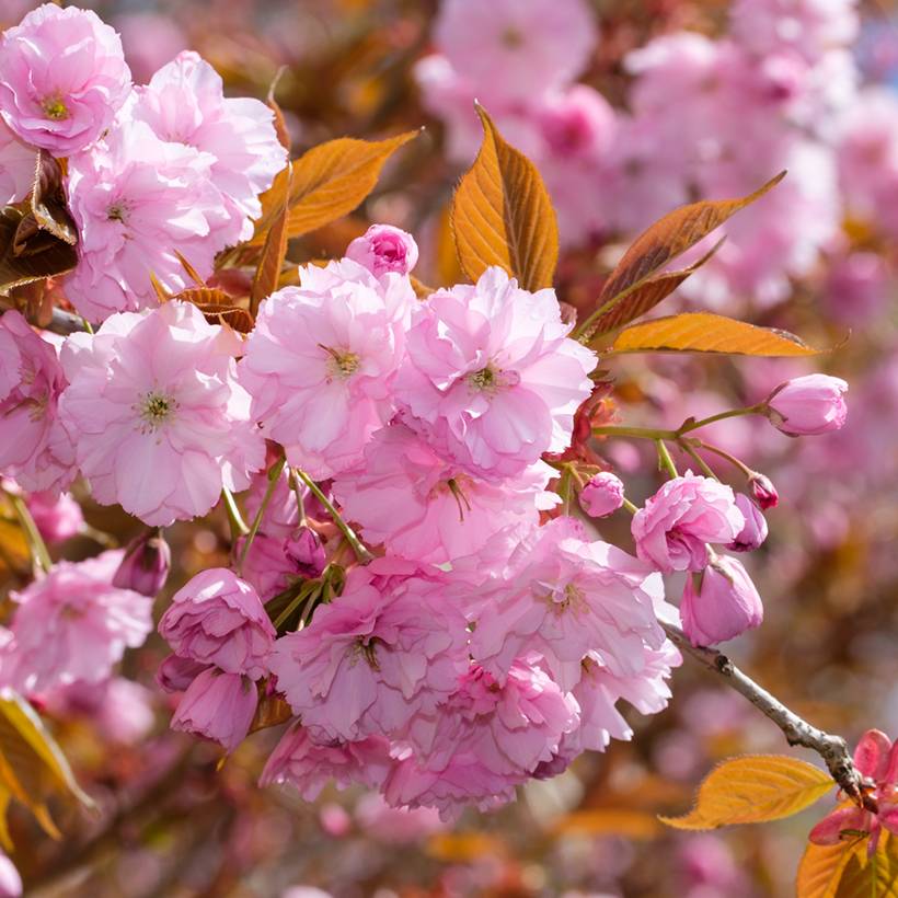 Cerisier Du Japon Jardiland