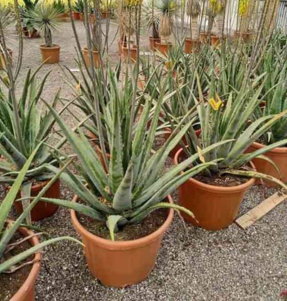 Sitemapcdatahttpswen2windecoocomaloe Vera Jardiland