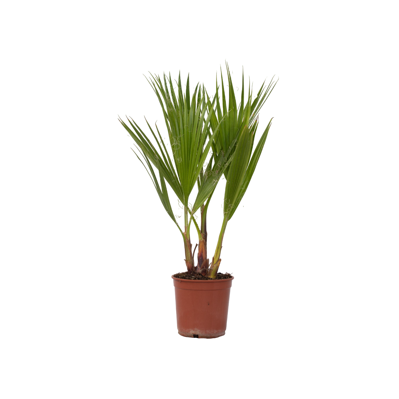 Sitemapcdatahttpsintkedriinfoprix Palmier Jardiland