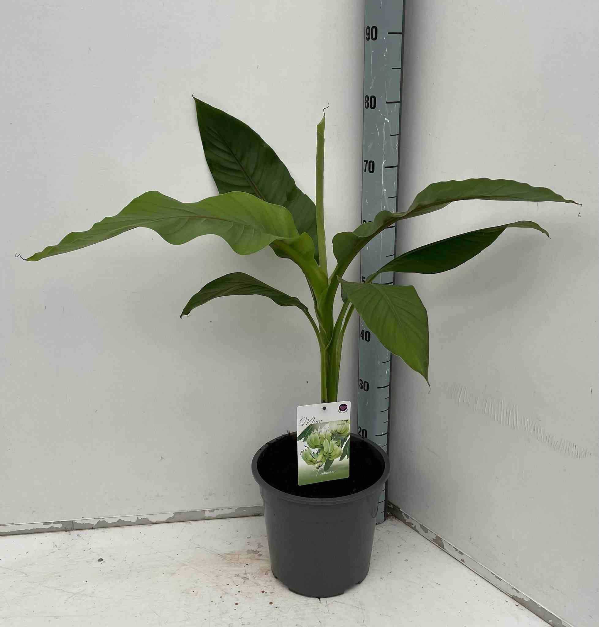 Musa basjoo sp. Sapporo (Bananier rustique) Pot de 50 litres - 120/140 ...