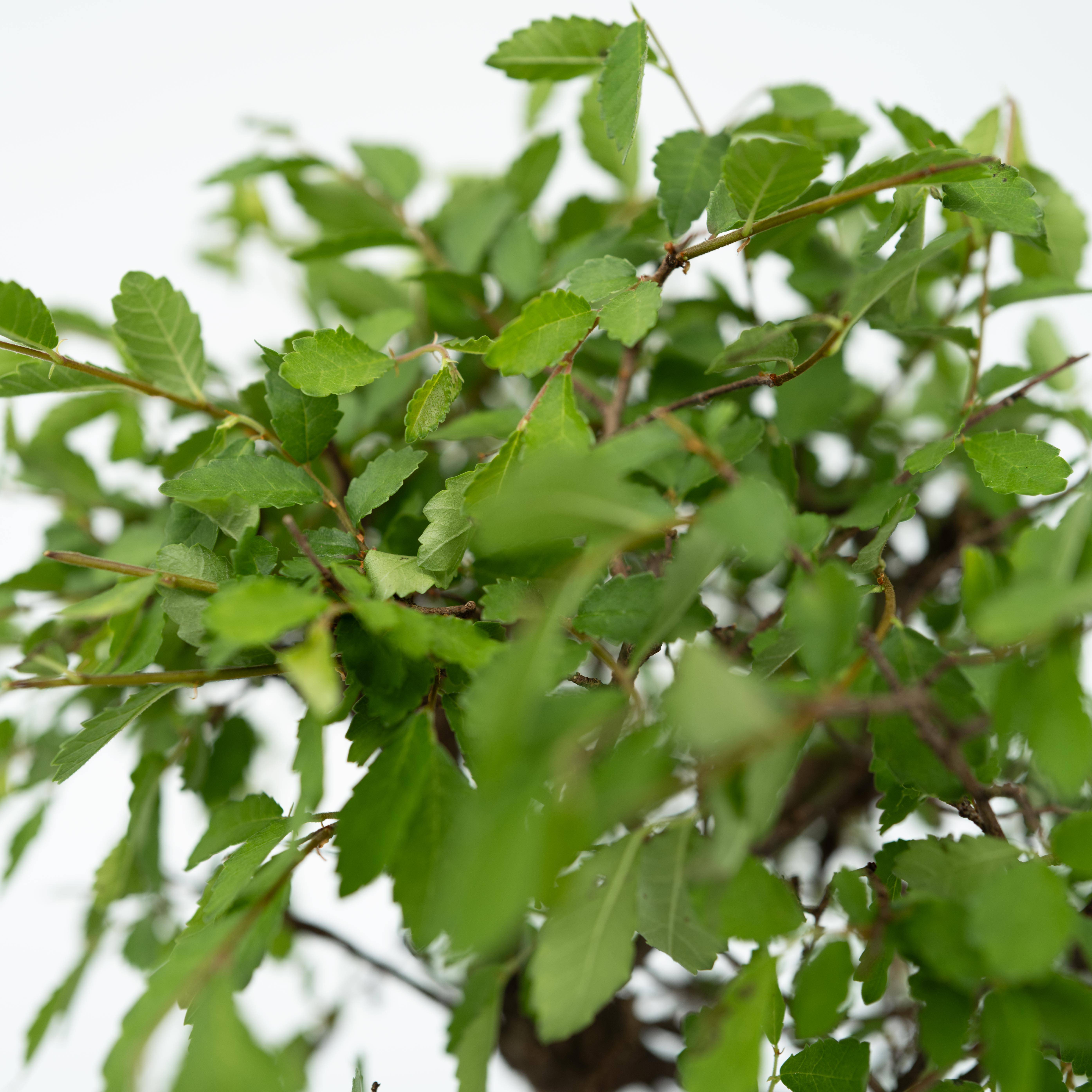 Sitemapcdatahttpsshopinf Inetcombonsai Prix Jardiland