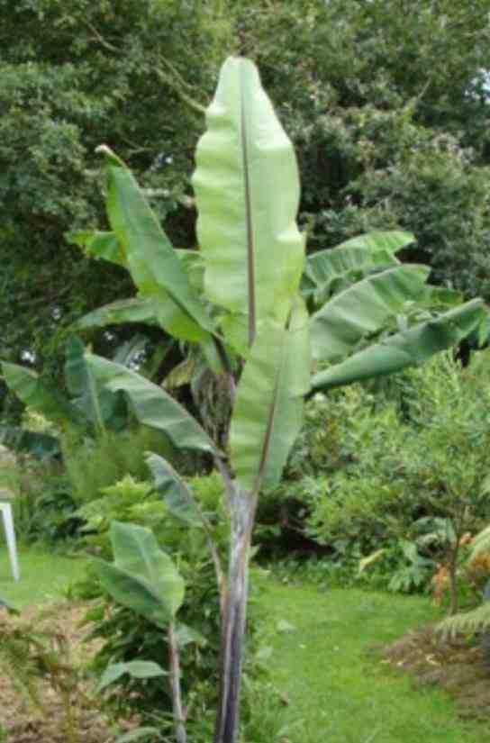 Musa nagensium (bananier à tronc violet) Pot de 15 litres - 160/180 cm ...