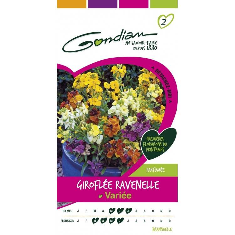 Gondian - Giroflée Ravenelle varié - Jardiland