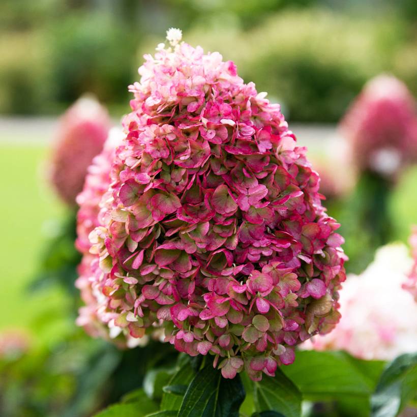 Hydrangea paniculata Living Pinky Promise - Hortensia paniculé Pot de ...