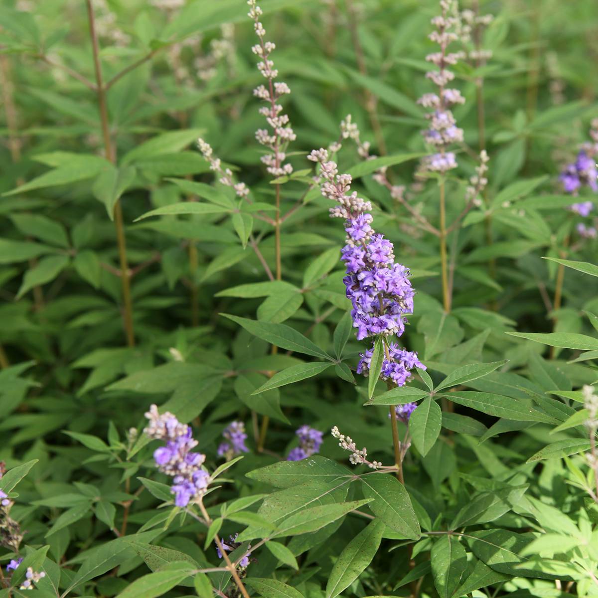 Vitex agnus-castus Queen Bee - Gattilier Pot de 3L/4L - Jardiland