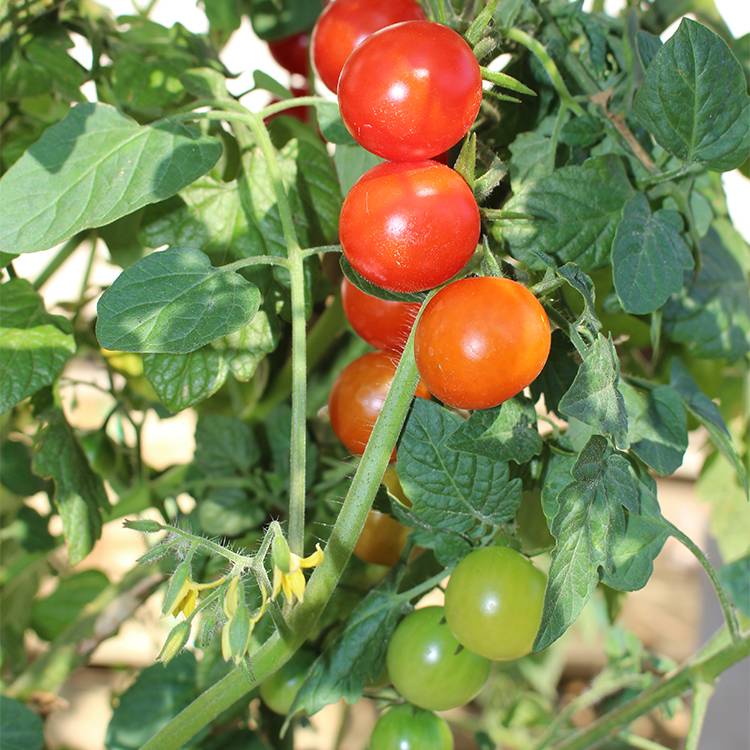 Plant De Tomate Jardiland Prix