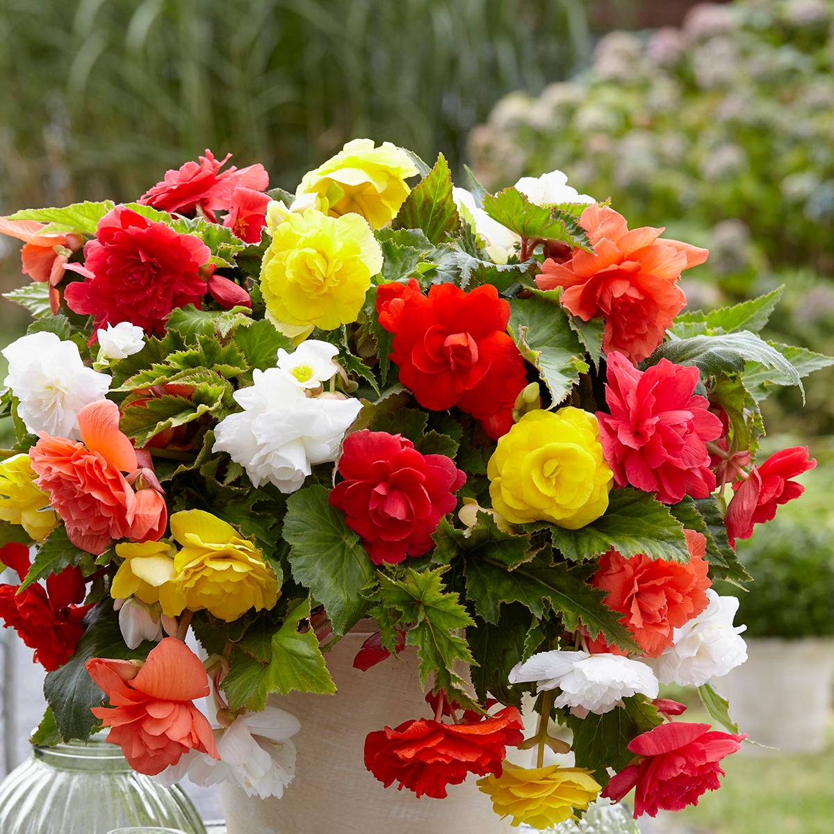 Begonia Pendula Cascade mix 6 couleurs - Bégonia retombant Bulbe ...