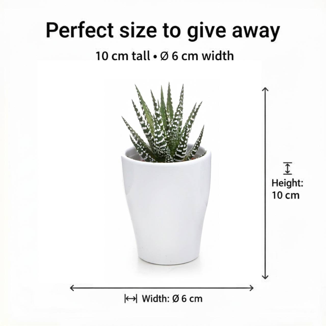 Mini Plantes d'Intérieur et Fougères - 10 pièces - pour Terrarium ...