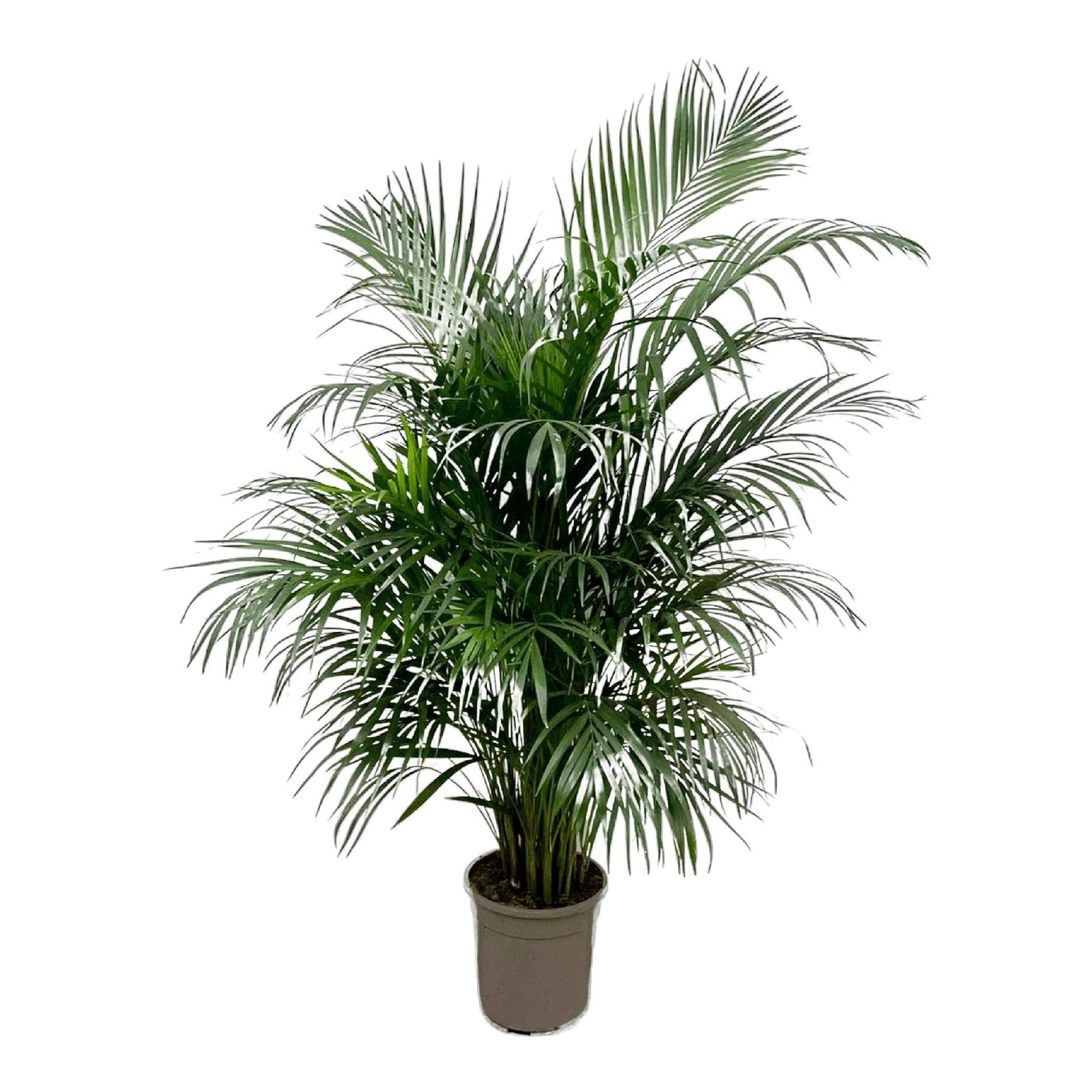 Palmier Interieur Jardilandnull