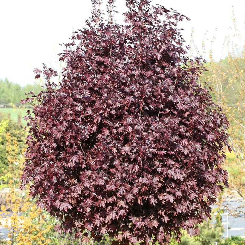 Acer platanoides Purple Globe - Erable plane Pot de 20L/25L, Haute-Tige ...