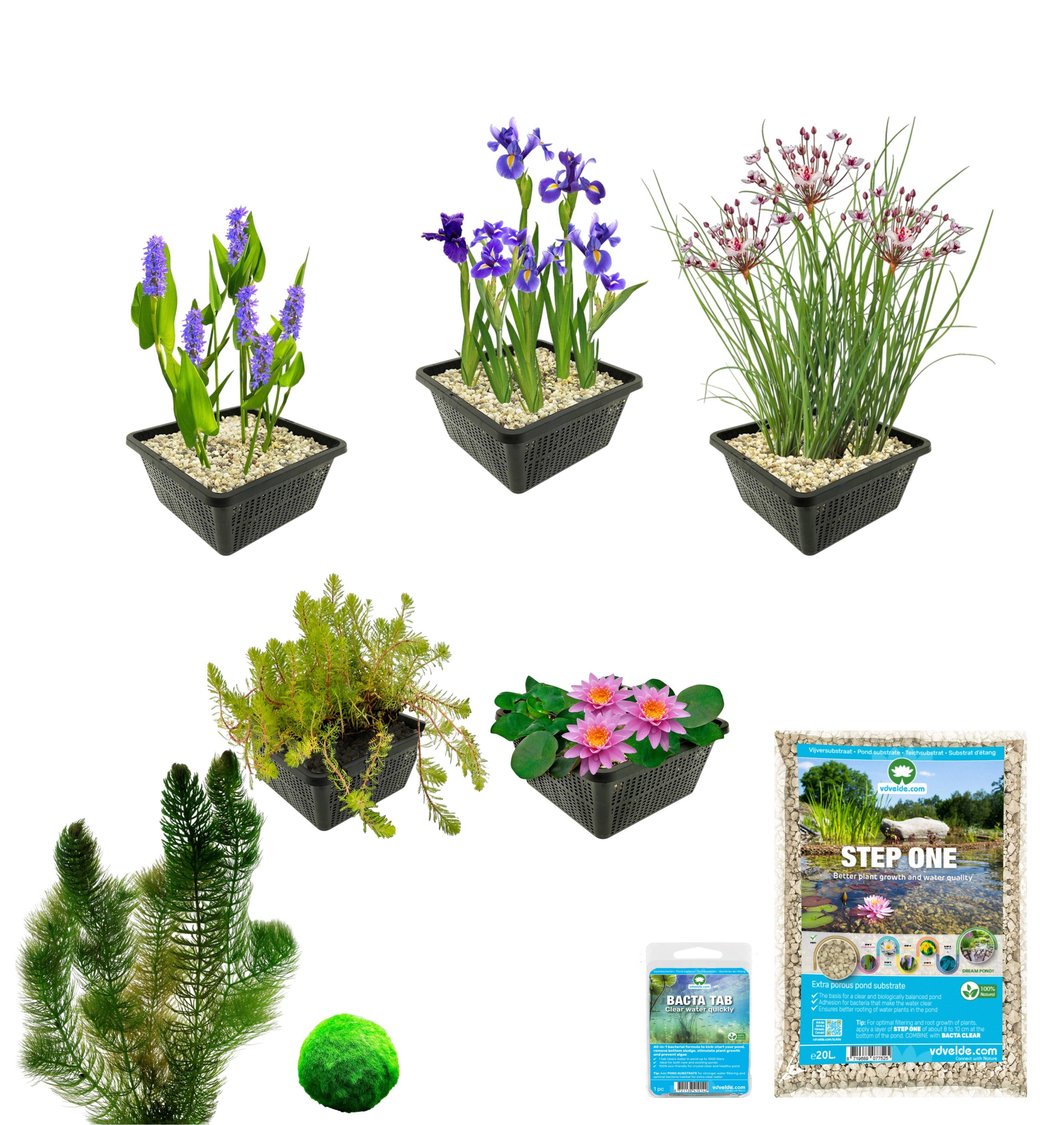 Pack Bassin Rose 100-400L - Oxygénantes & Berge - Jardiland