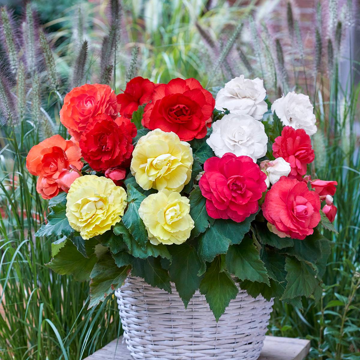 Begonia Superba mix 5 couleurs - fleurs doubles Bulbe calibre 5+ (par 3 ...
