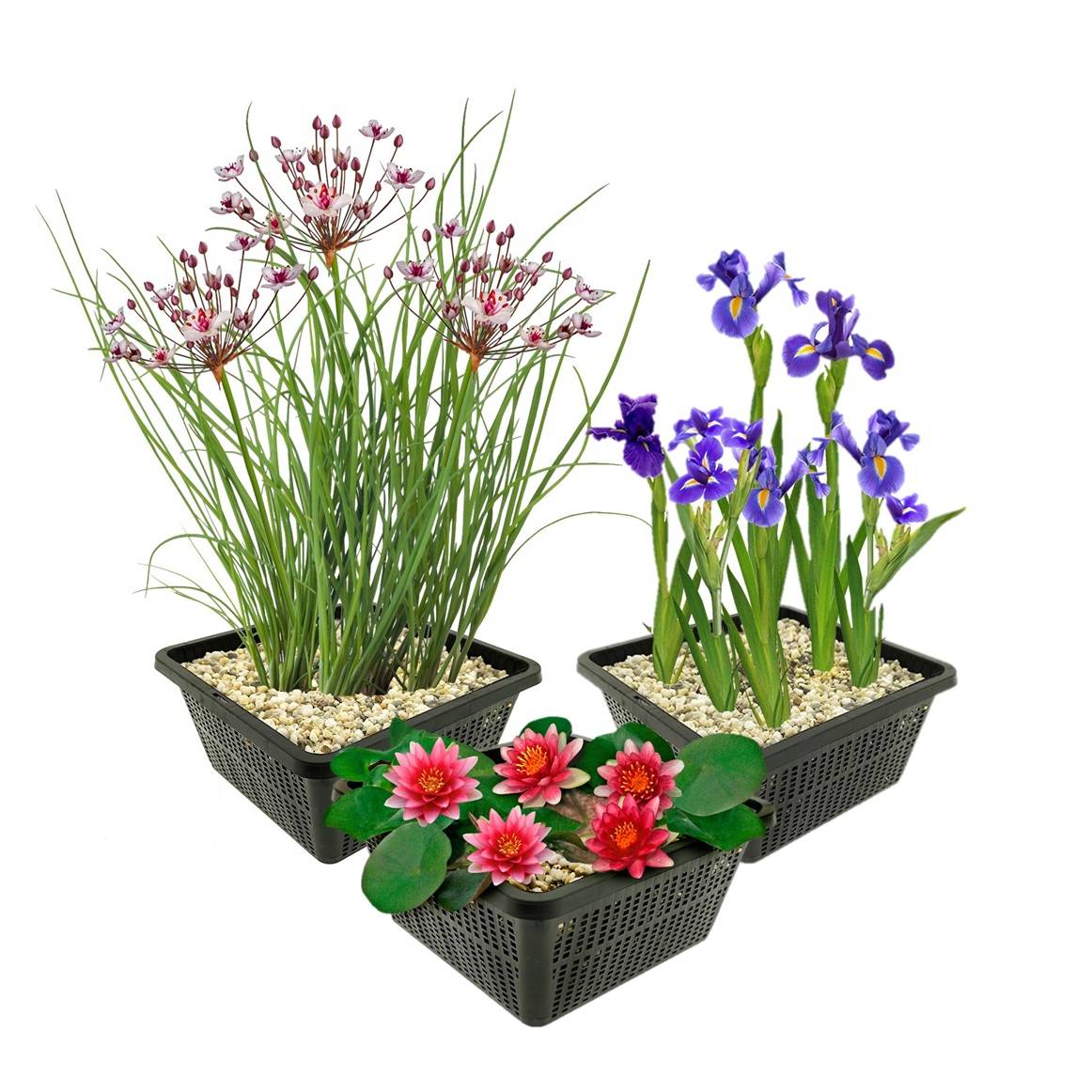 Set Nénuphar Rouge - 9 Plantes - Bassin - Rustique - Jardiland