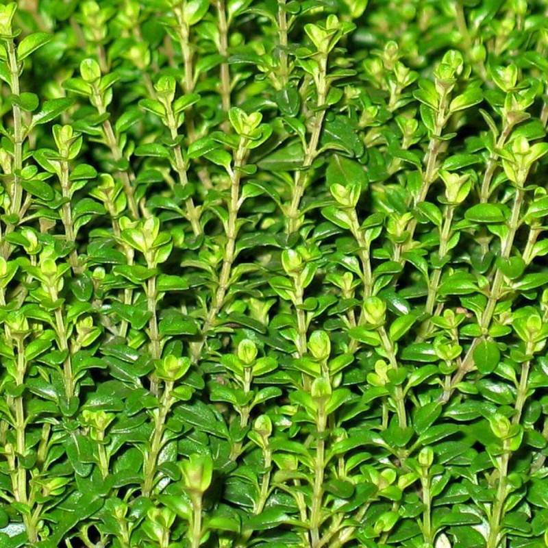 Thym citron à fleurs Rose - feuillage Persistant - Godet - 5/20 cm ...