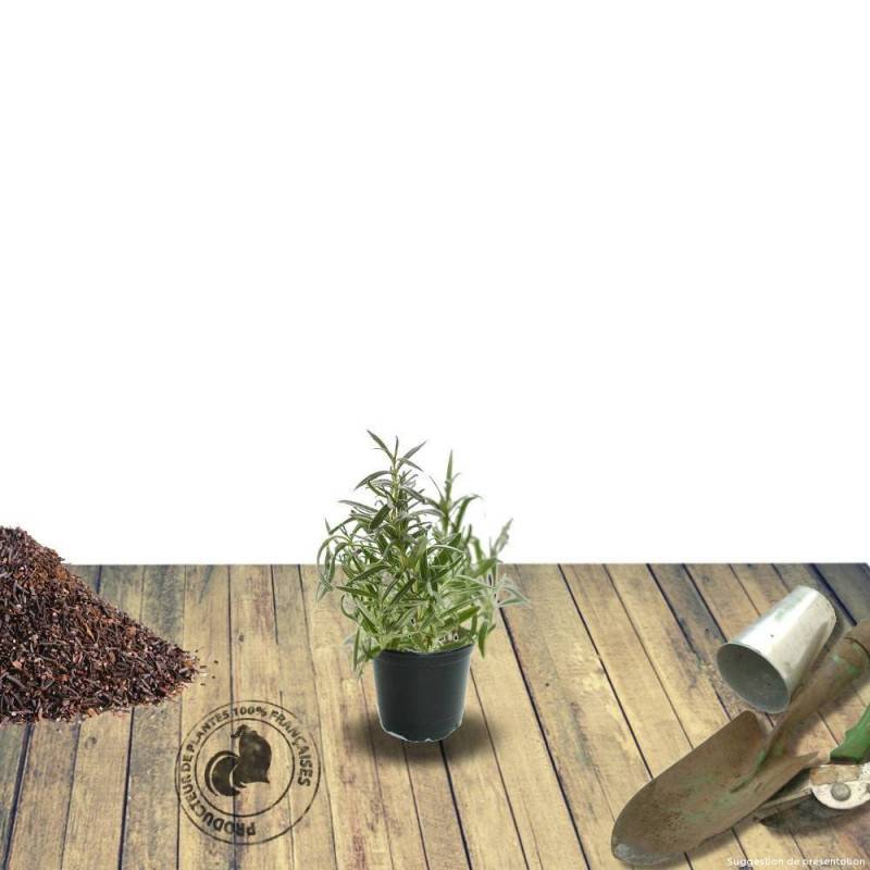 Hélénie Double Trouble, Helenium à fleurs Jaune - feuillage Caduc ...