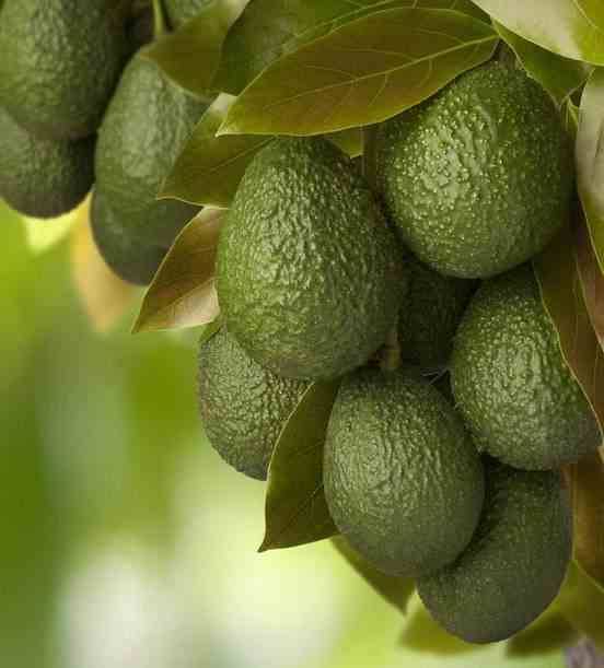 Avocatier : Persea americana var. Hass (De greffe) Pot de 7 litres - 60 ...