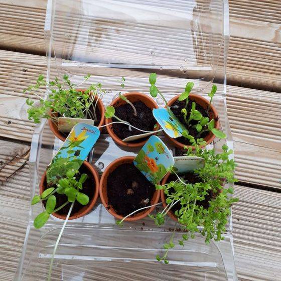 Radis et Capucine - Mini serre 6 pots - Mon premier Jardin bio à faire ...