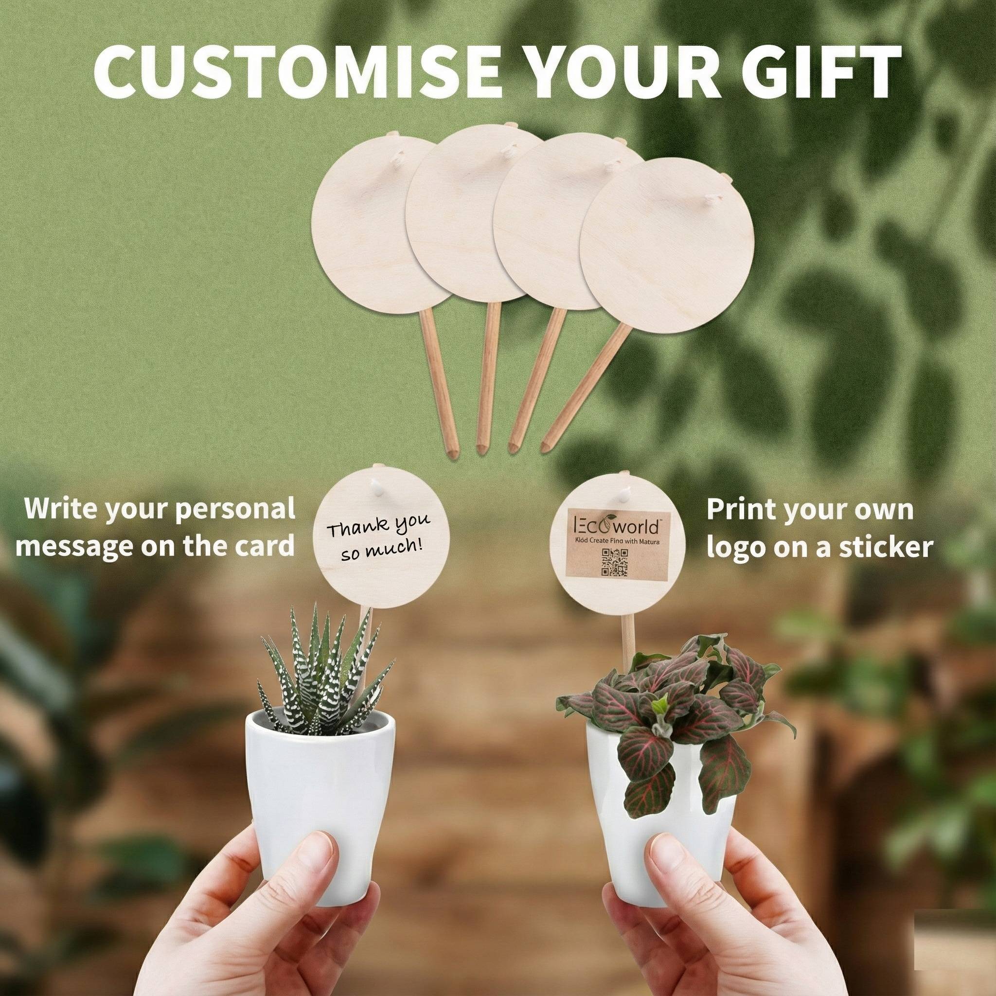 Mini Plantes Grasses - Produit Cadeau - 100 pièces - Jardiland