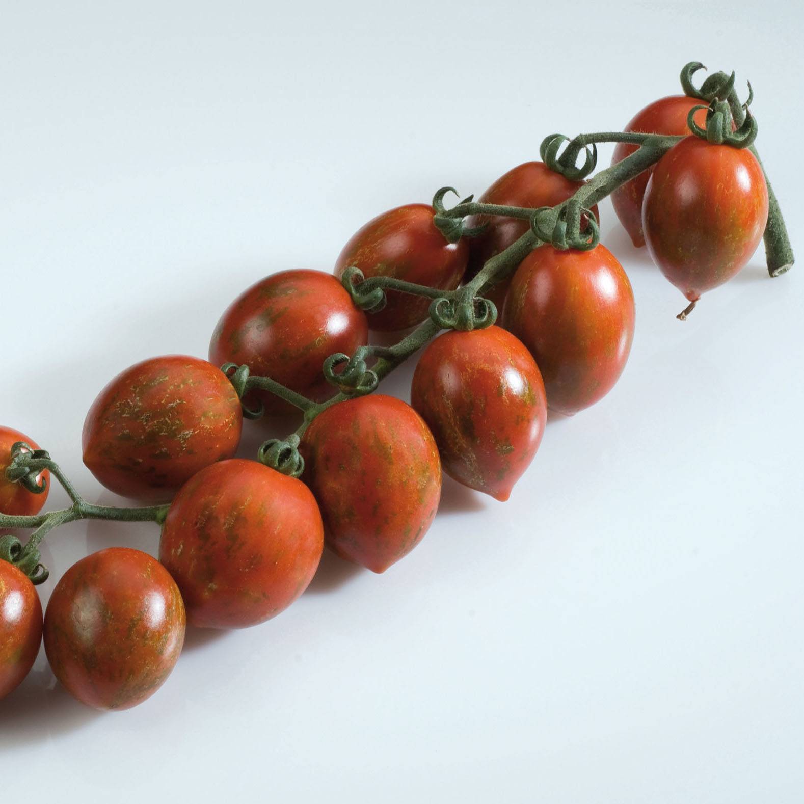 Tomate Cookie F1 mélange en plants Pot de 10 cm/11cm - Jardiland