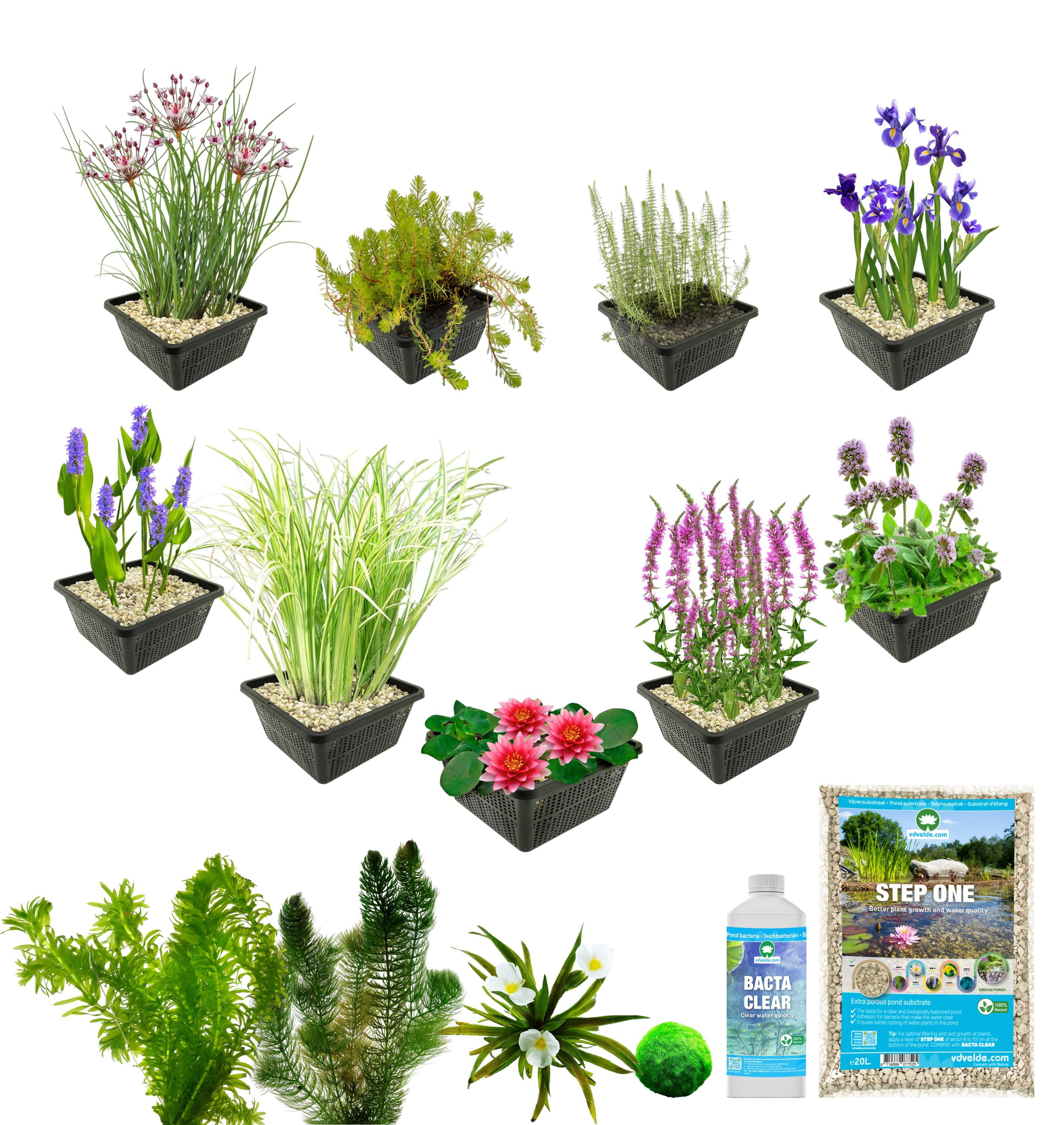 Pack Complet Bassin Rouge 500-1.250L - Oxygénantes & Berge - Rustique ...