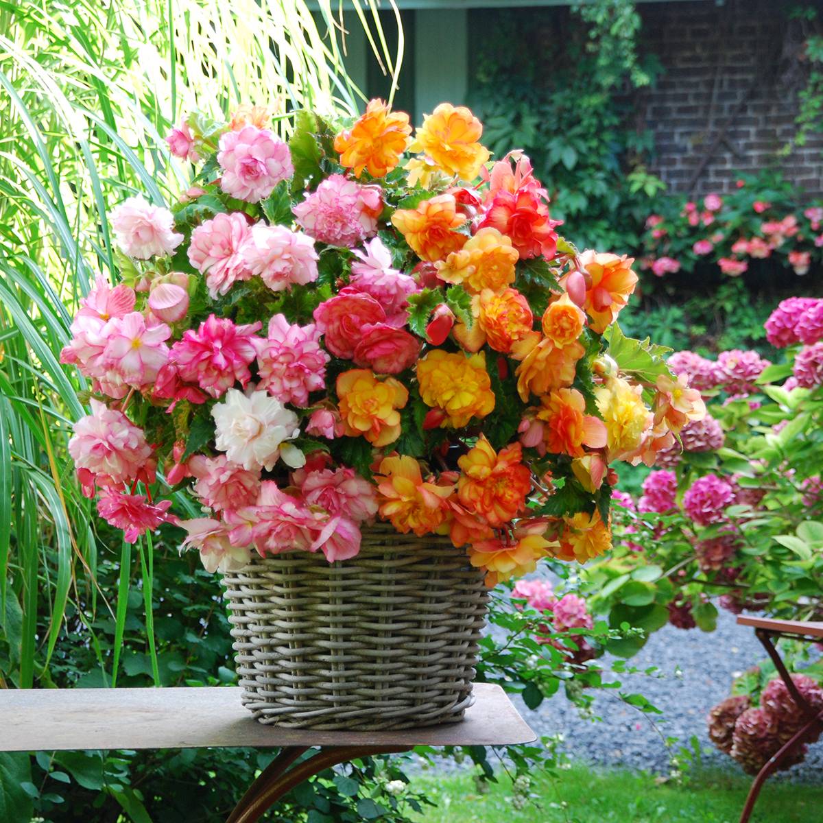 Bégonia retombant Balcony mix 2 couleurs - Begonia pendula Bulbe ...