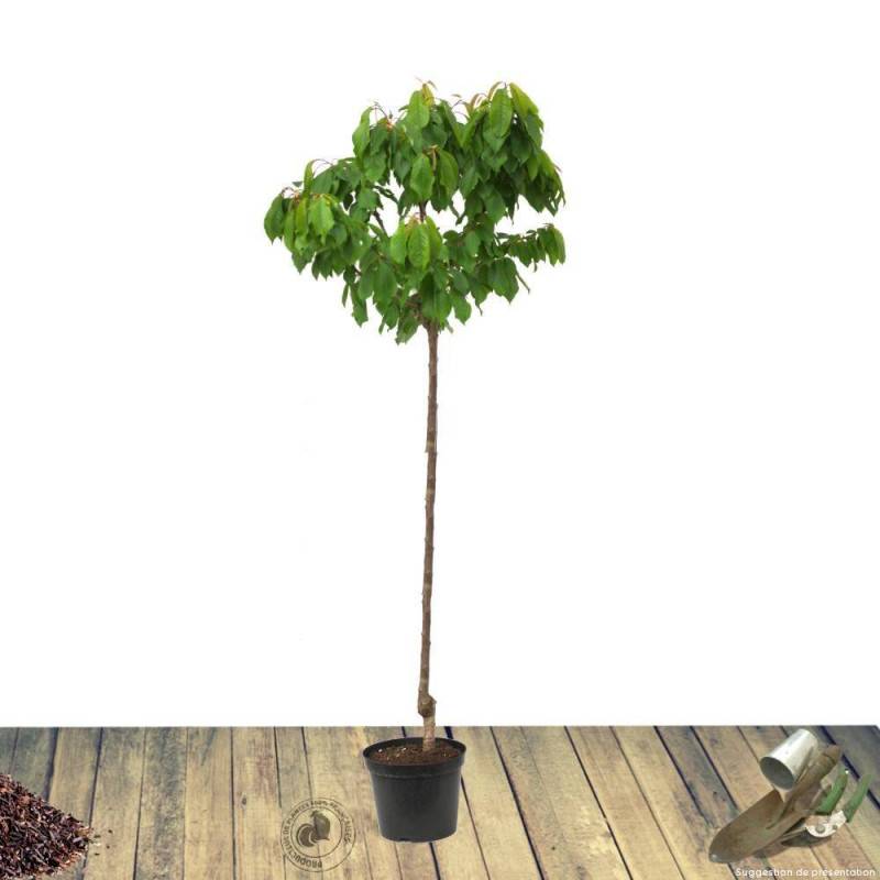 Amandier Texas - Bon rendement - Pot de 15L - 1/2 tige - 150/175 cm ...