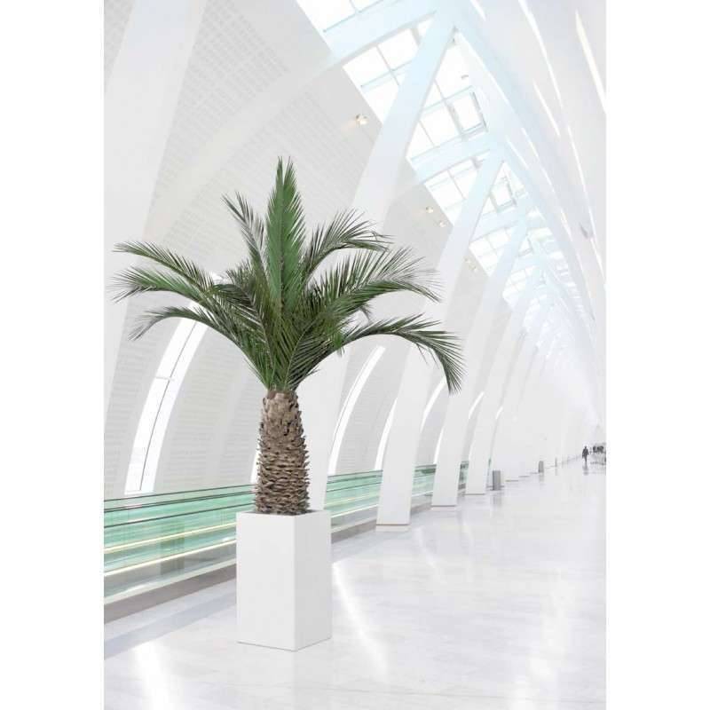 Sitemapcdatahttpsshopmixel Thicoipeinfopalmier Interieur Jardiland