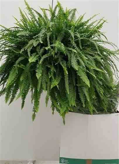 Nephrolepis exaltata dame verte (fougères d'intérieur) Pot de 12 litres ...