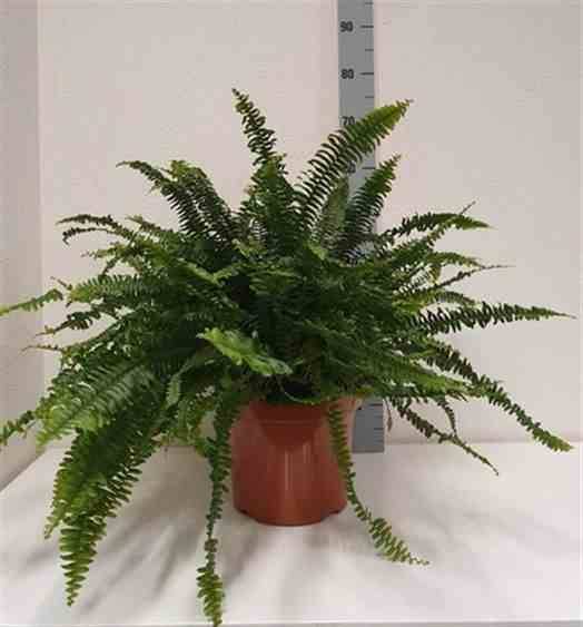 Nephrolepis exaltata dame verte (fougères d'intérieur) Pot de 12 litres ...