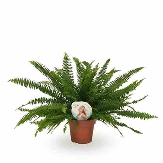Nephrolepis exaltata dame verte (fougères d'intérieur) Pot de 12 litres ...
