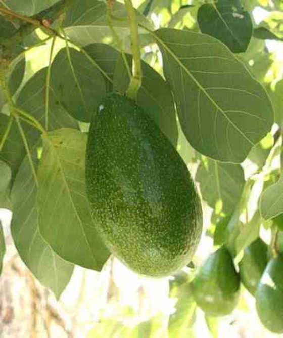 Avocatier : Persea americana var. Bacon (De greffe) Pot de 7 litres ...