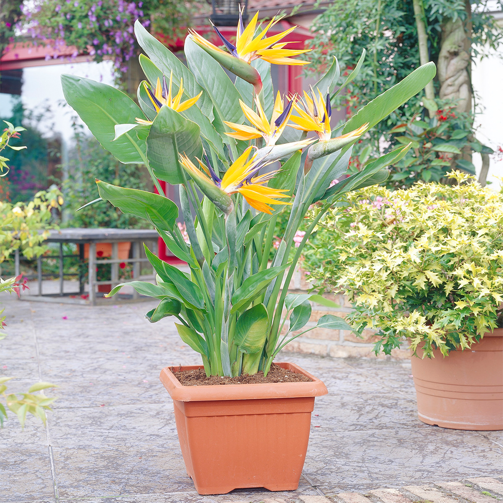 Sitemapcdatahttpsrfswindecoocomoiseau Du Paradis Prix Jardiland