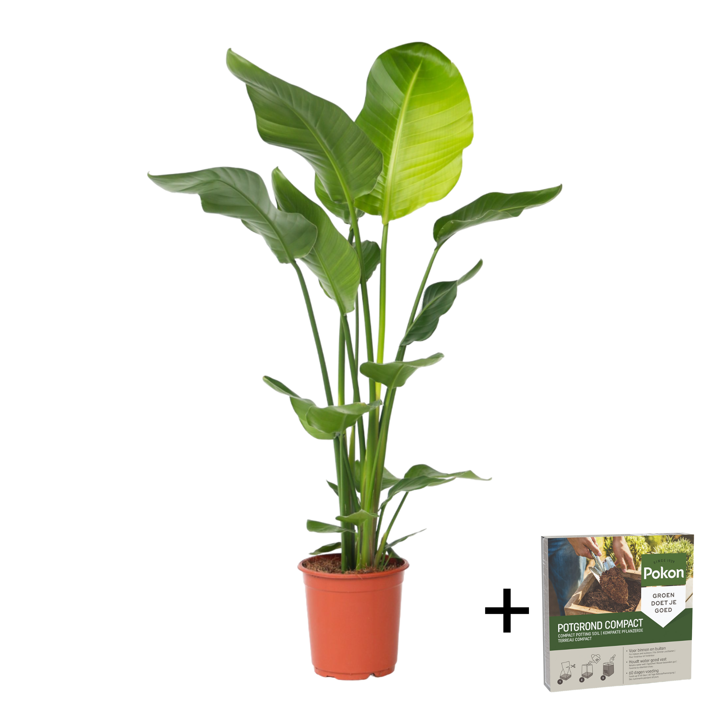 Sitemapcdatahttpsrfswindecoocomoiseau Du Paradis Prix Jardiland