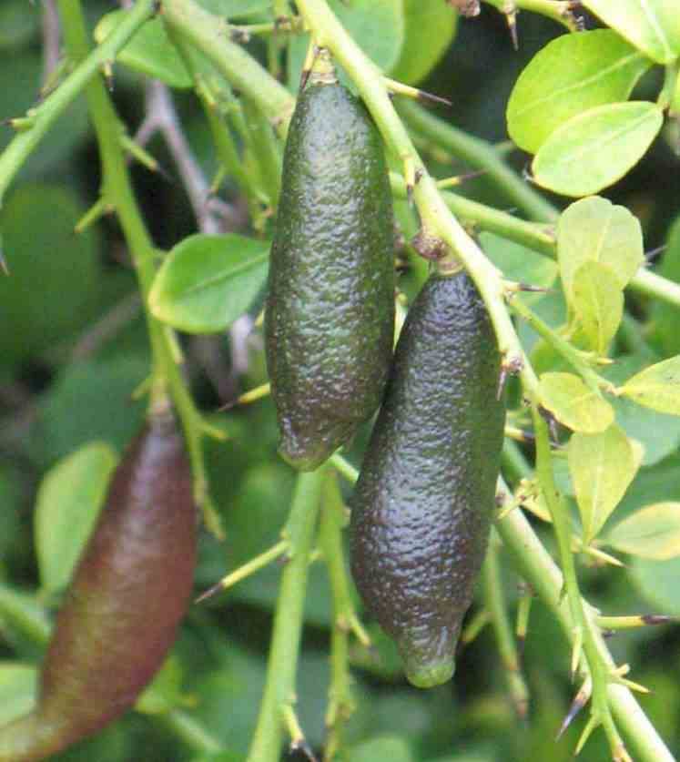 Microcitrus australasica pulpe jaune (Caviar de citron) Pot de 9 litres ...
