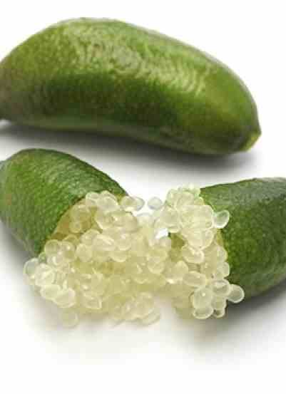 Microcitrus australasica (Caviar de citron) Pot de 10L 100/120cm ...