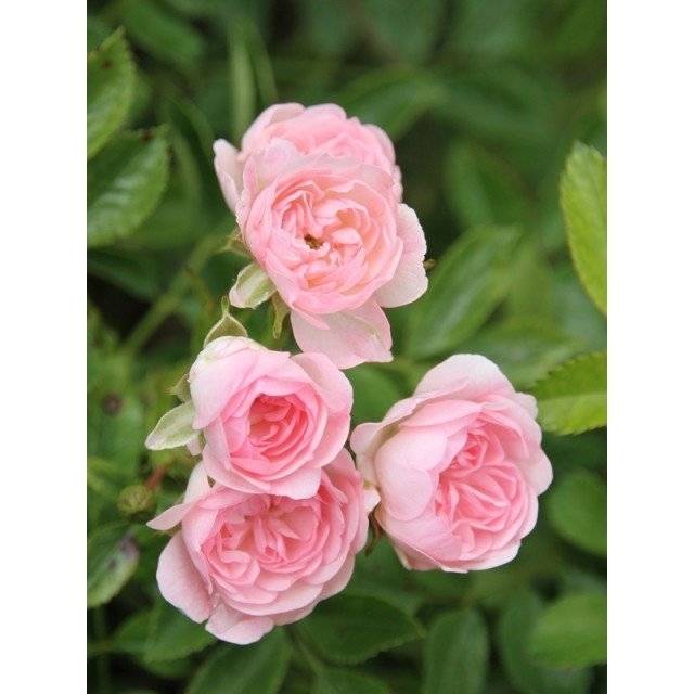 Rosier Tige The Fairy Racines nues en motte, Tige, Tige de 90/120 ...