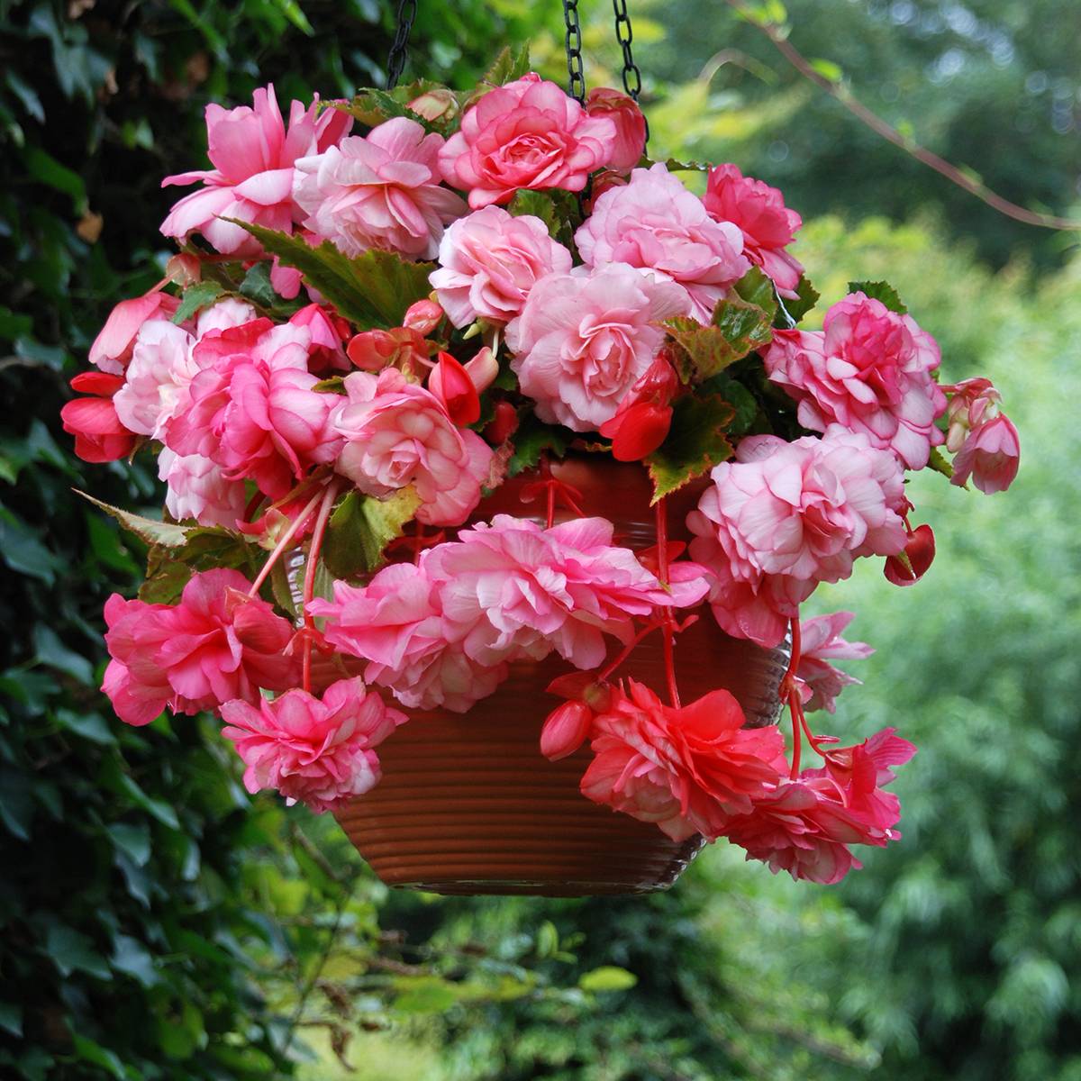 Begonia Splendide Alifra - Bégonia retombant double rose Bulbe calibre ...