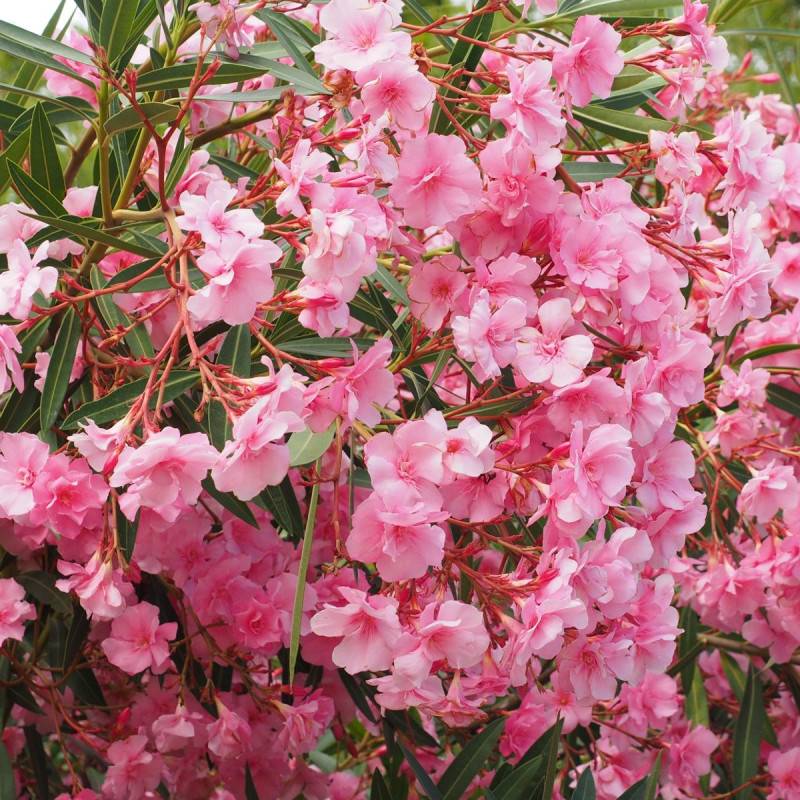 Prix Laurier Rose 120 Cm